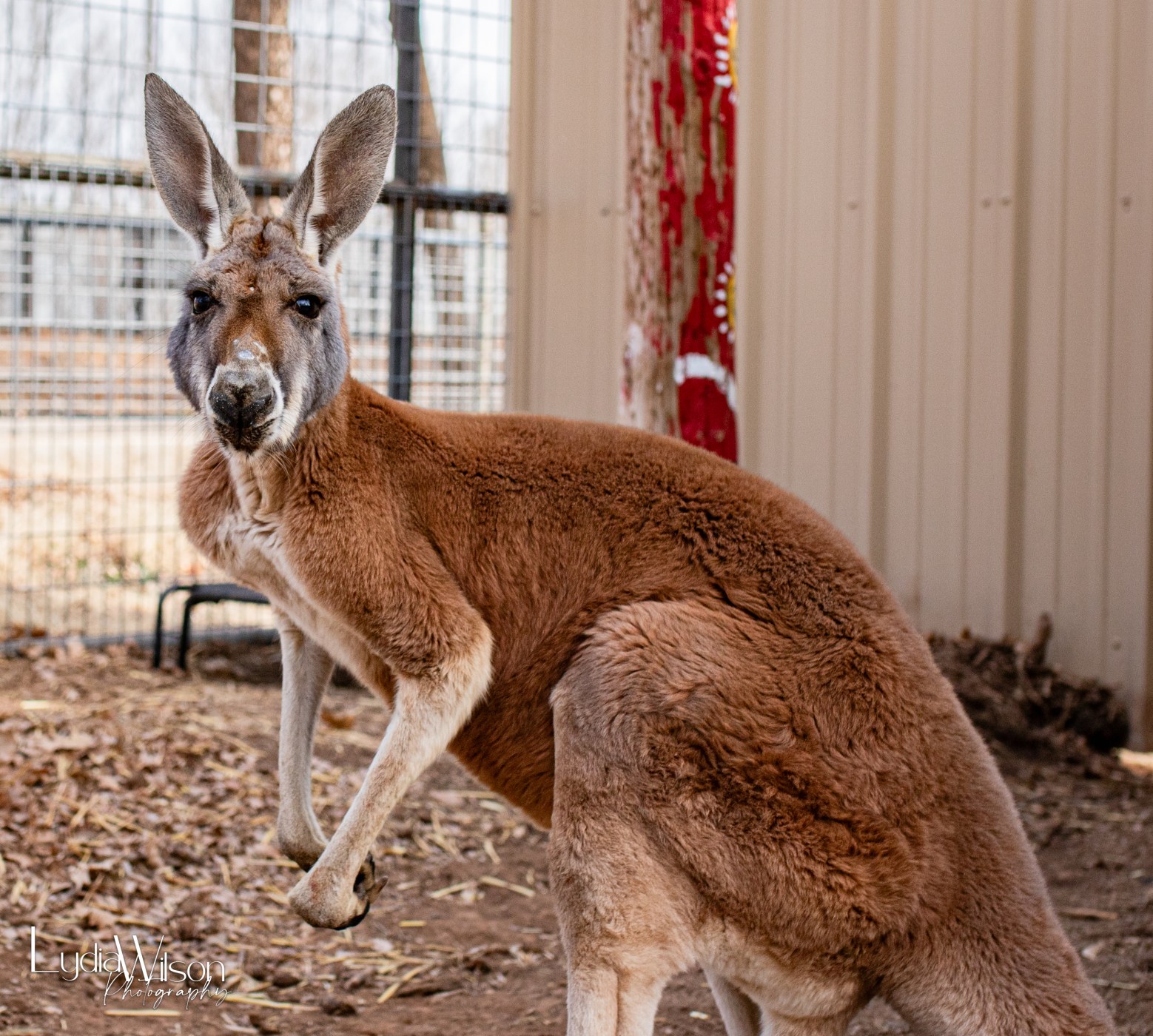 New Mexico Zoo Group Tickets Admission | Hillcrest Park Zoo