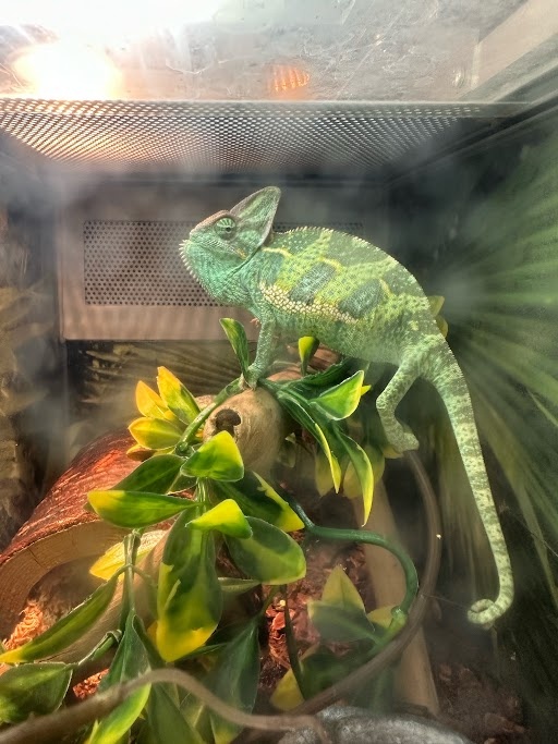 Encounters For The Reptiles Of New Mexico | Hillcrest Park Zoo Encounters For The Reptiles Of New Mexico | Hillcrest Park Zoo