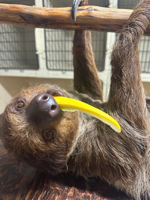 Sloth Encounter | Hillcrest Park Zoo